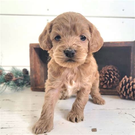 Cockapoo Puppies For Sale Near Me Central Park Puppies