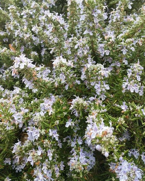 Edible Trailing Rosemary Edible Trailing Rosemary