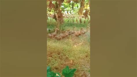 আপনার জ্বর হয়েছে গুনাহ মাফ Mizanurrahmanazhari Shortvideo Waz Youtube