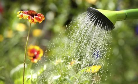 Cuándo y cómo regar las plantas en primavera