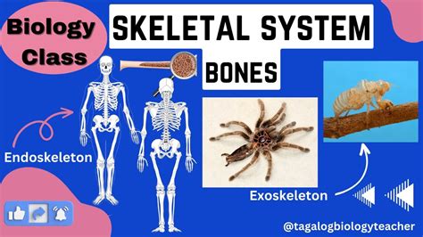 Skeletal System Endoskeleton And Exoskeleton Gen Biology Tagalog Youtube