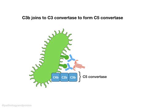 Complement Cascade Pathology And Ponies