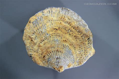 Atrypia Brachiopod Lamp Shell Fossil Specimen China 21 49 Grams