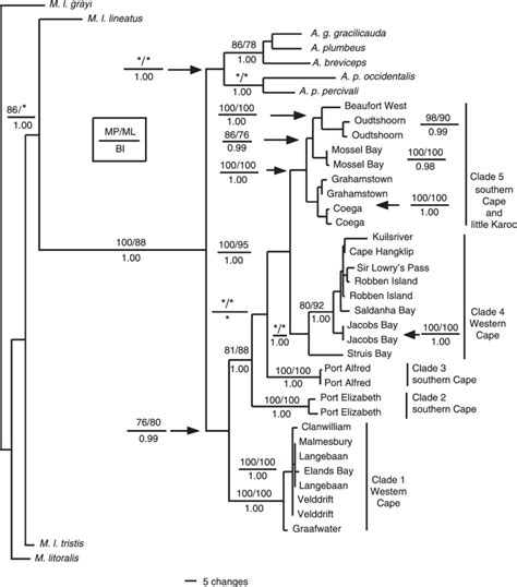 Maximum Parsimony Topology Derived From The Total Evidence Data Set Download Scientific Diagram