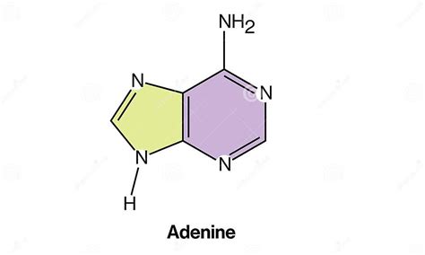 Vector Illustration Of Rna Structure With Bases High Resolution Diagram On White Background