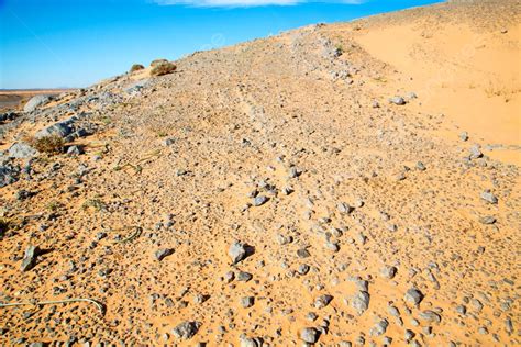 Old Fossil In Photo Background And Picture For Free Download Pngtree