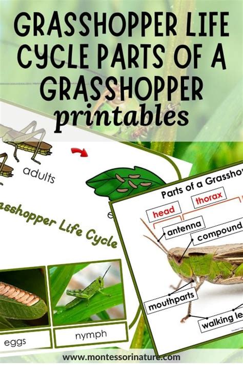 About Grasshoppers