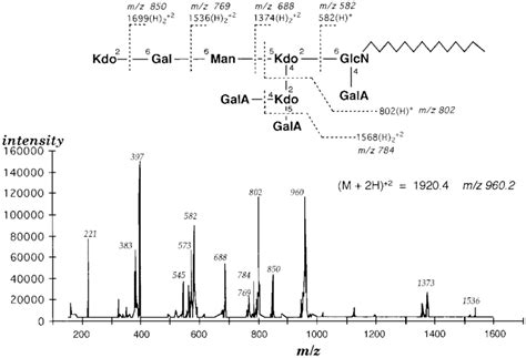 Positive Ion ESI MS MS Spectrum Of The Major CE LPS Species Shown In Download Scientific