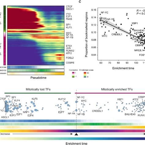 Dynamics Of Transcription Factor Enrichment During Mitosis A Heatmap