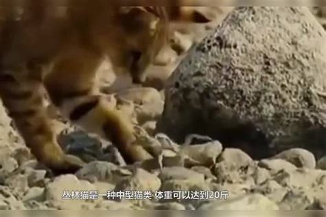 养它们可千万要小心天生一张恶猫脸6种世界上最危险的猫 世界