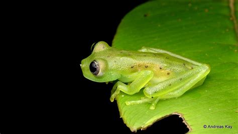 Glass Frog Nymphargus Siren Centrolenidae From Ecuador Flickr