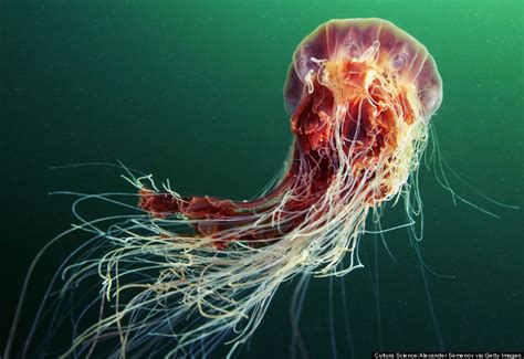 11 Jellyfish Facts That Are Just As Mesmerizing As The Creatures