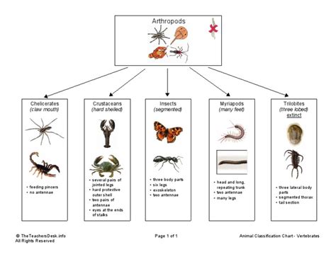 Diagram Phylum Arthropoda Diagram Wiringschemacom