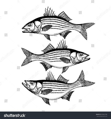 Smallmouth Bass Hand Drawn Outline Vector Vector Có Sẵn Miễn Phí Bản