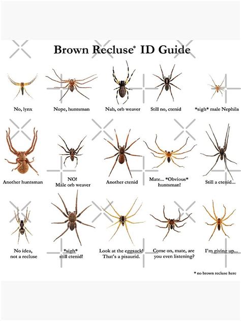 Brown Recluse Identification Chart