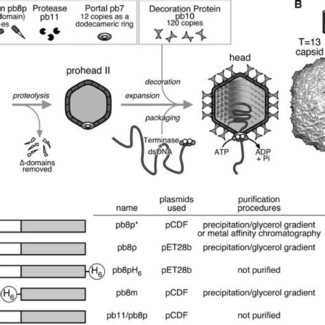 Bacteriophage T5 Head Assembly And Characteristics Of Pb8 Constructs Download Scientific