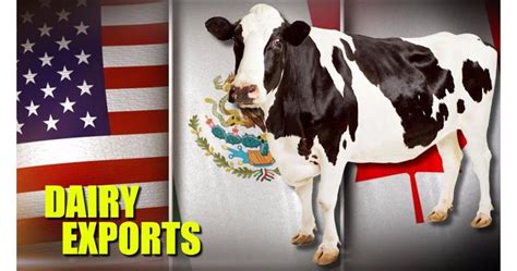 Американските млекопроизводители се притесняват от затваряне на пазара с Мексико Български Фермер