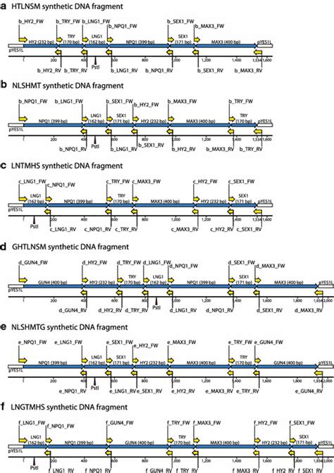 Synthetic Multiple Rnai Fragments Assembled In Pyes1l From