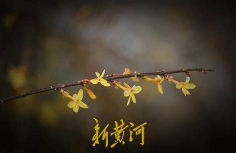 春寒料峭百花洲景区迎春花雪中绽放