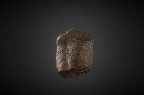 Fossil Trilobyte Scan 4k Trilobite Ii Modelo 3d 15 Unknown Obj