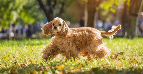 Amerikansk Cocker Spaniel All Info Om Hundrasen Doy