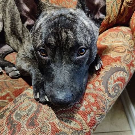 Doug Damon Slim Chiply On Threads