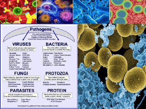Infectious Diseases How Might Disease Organisms Be Spread