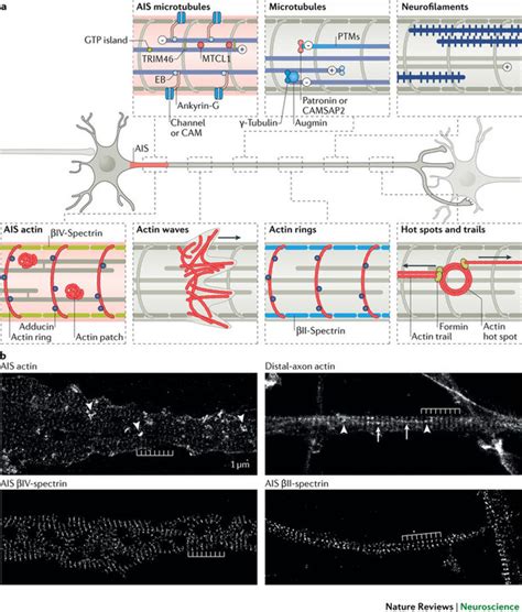 The Nano Architecture Of The Axonal Cytoskeleton