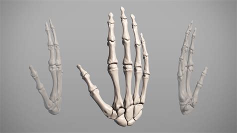 Proko D Model The Hand Bones
