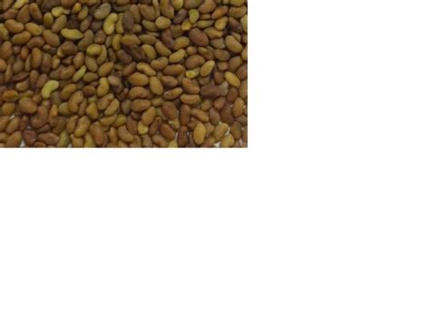 Seed ID Flashcards Quizlet