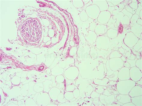 Histology Of Human Adipose Tissue Stock Image Image Of Adipose Gland 152331229