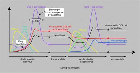 Dynamics Of The Cd8 T Cell Response During Sequential Heterologous