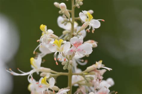 Hypericum Uralum Eflora Of India