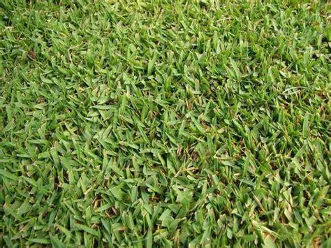 Best Grass Types For Texas Lawns