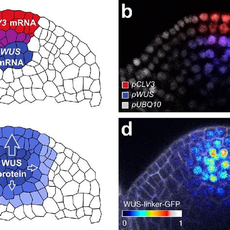 Localisation Of Key Stem Cell Regulators In The Sam A Schematic