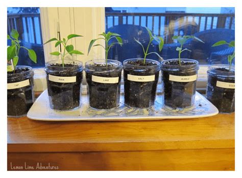 Plant Growth Science Fair Projects