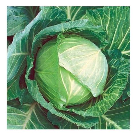 Andraos For Agriculture And Trading