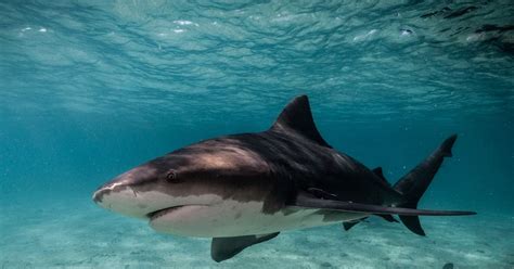 Bull Shark Attack News Bull Shark Attacks Man In Maharashtra River