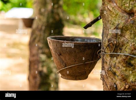 Rubber Tapping Process With Latex Dripping From A Rubber Tree Into The
