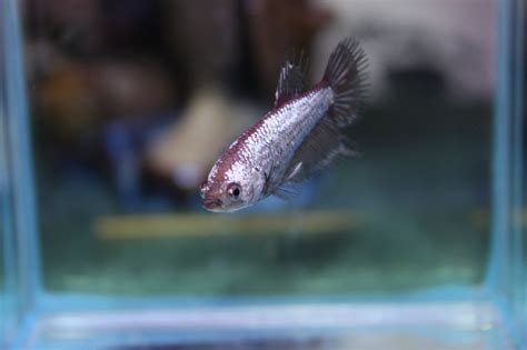 🎖 Pez Betta 7 Cuidados Esenciales Para Su Bienestar Y Salud