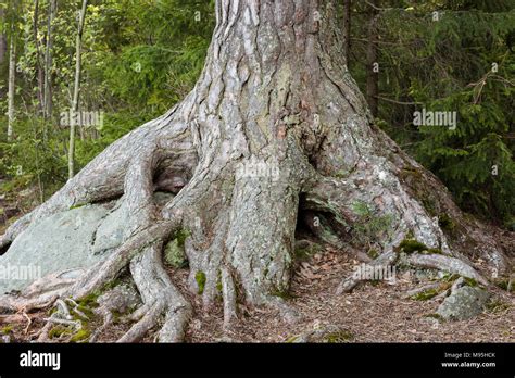 Big Tree Trunk Roots At Forest Stock Photo Alamy