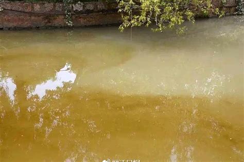 丽江黑龙潭公园水域水体变褐红色的罪魁祸首抓到了