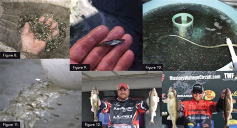 Outdoor Illinois Journal Walleye And Sauger In The Prairie State