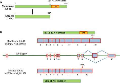 Figure 1 From A Potential Role Of Il 6 Il 6r In The Development And