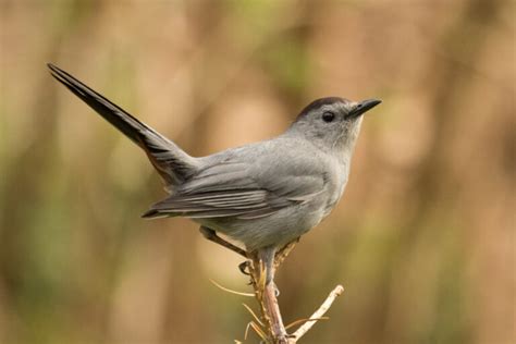 27 Backyard Birds In Florida