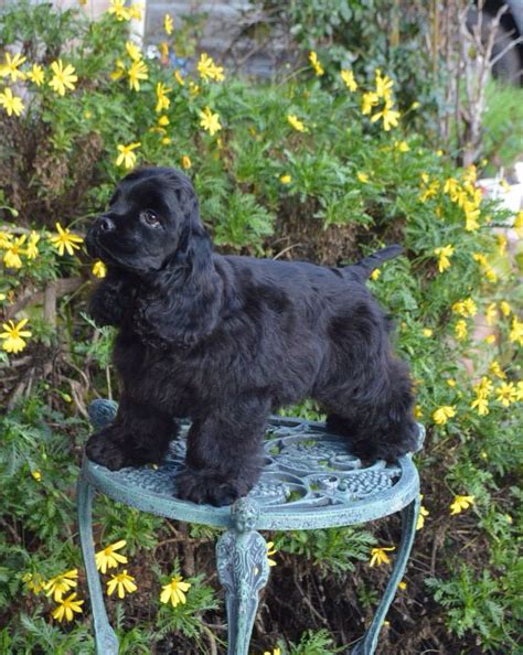 Black Cocker Spaniel In Front Of Yellow Flowers