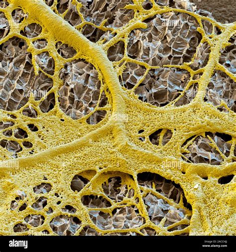 Slime Mould Physarum Polycephalum Feeding On The Surface Of An Almond