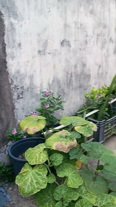 Moonson Magic Please Subscribe Youtube