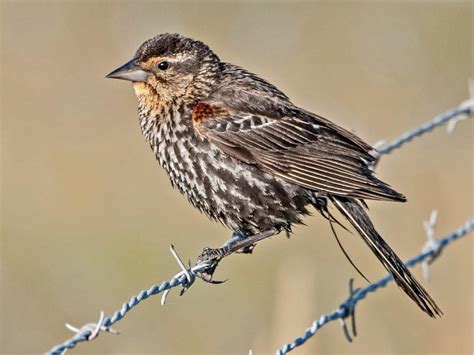 Red Winged Blackbird Nestwatch