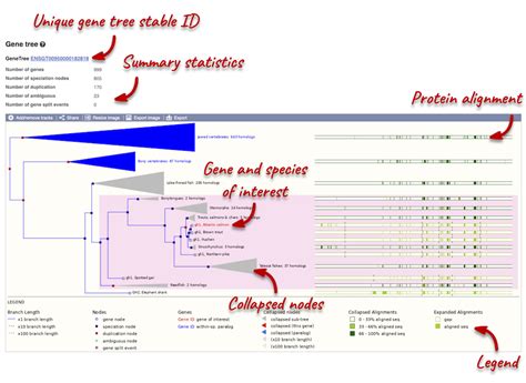 The Phylogeny Is Displayed On The Left Hand Side Protein Alignments